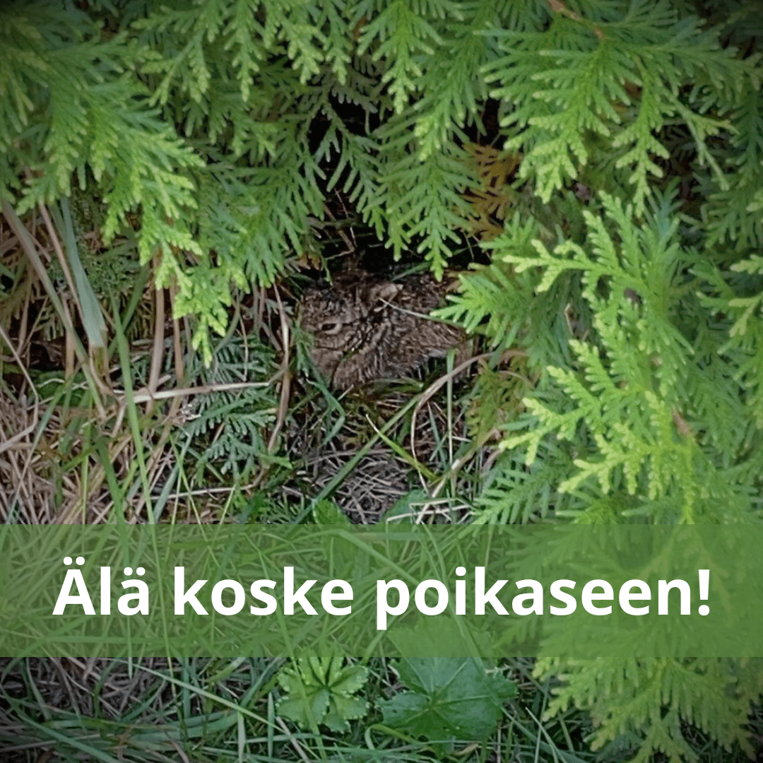 Älä koske poikaseen! | Mitä tehdä yksinäiselle eläimen poikaselle ...