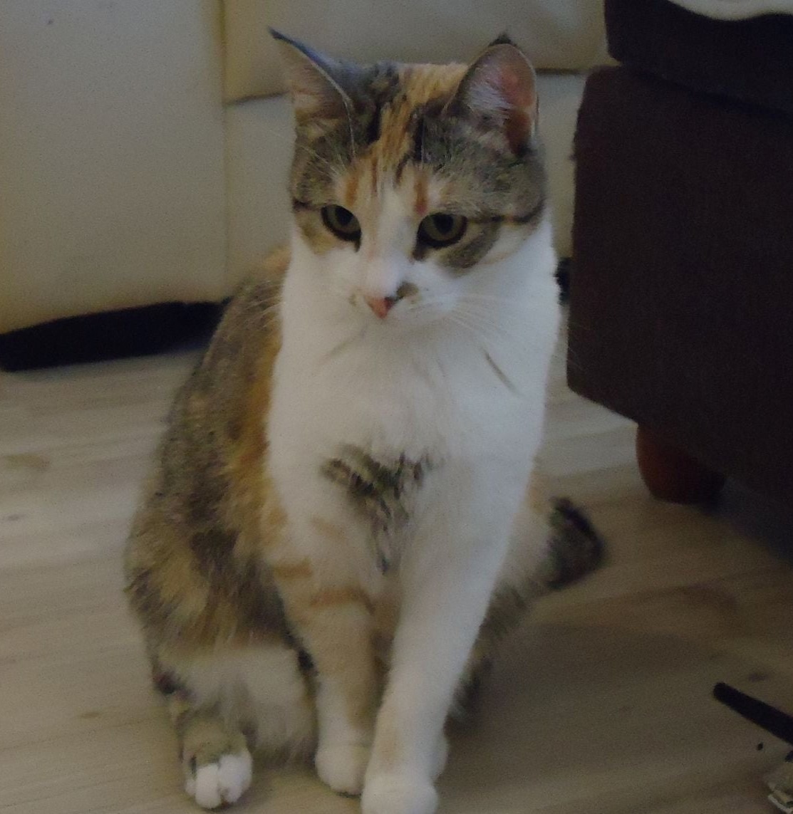 Kotia etsivät eläimet - Läntisen Uudenmaan eläinsuojeluyhdistys