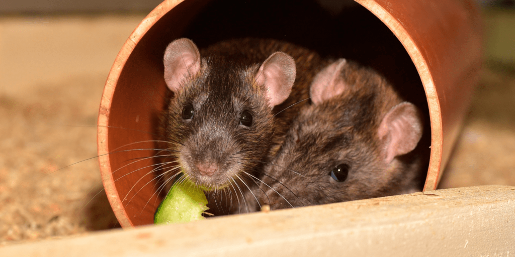 Rotta - Lemmikkitieto